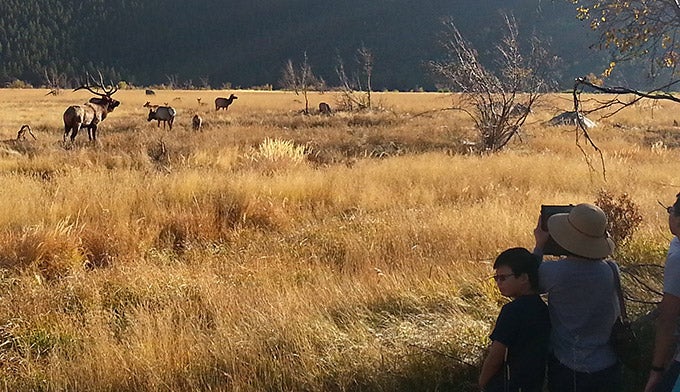 Essentials of Autumn Elk Watching in Rocky Mountain National Park