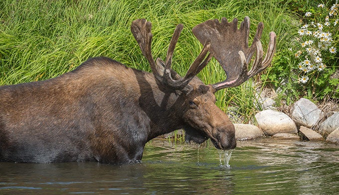 Where Can I See Wild Animals in Colorado's National Parks?