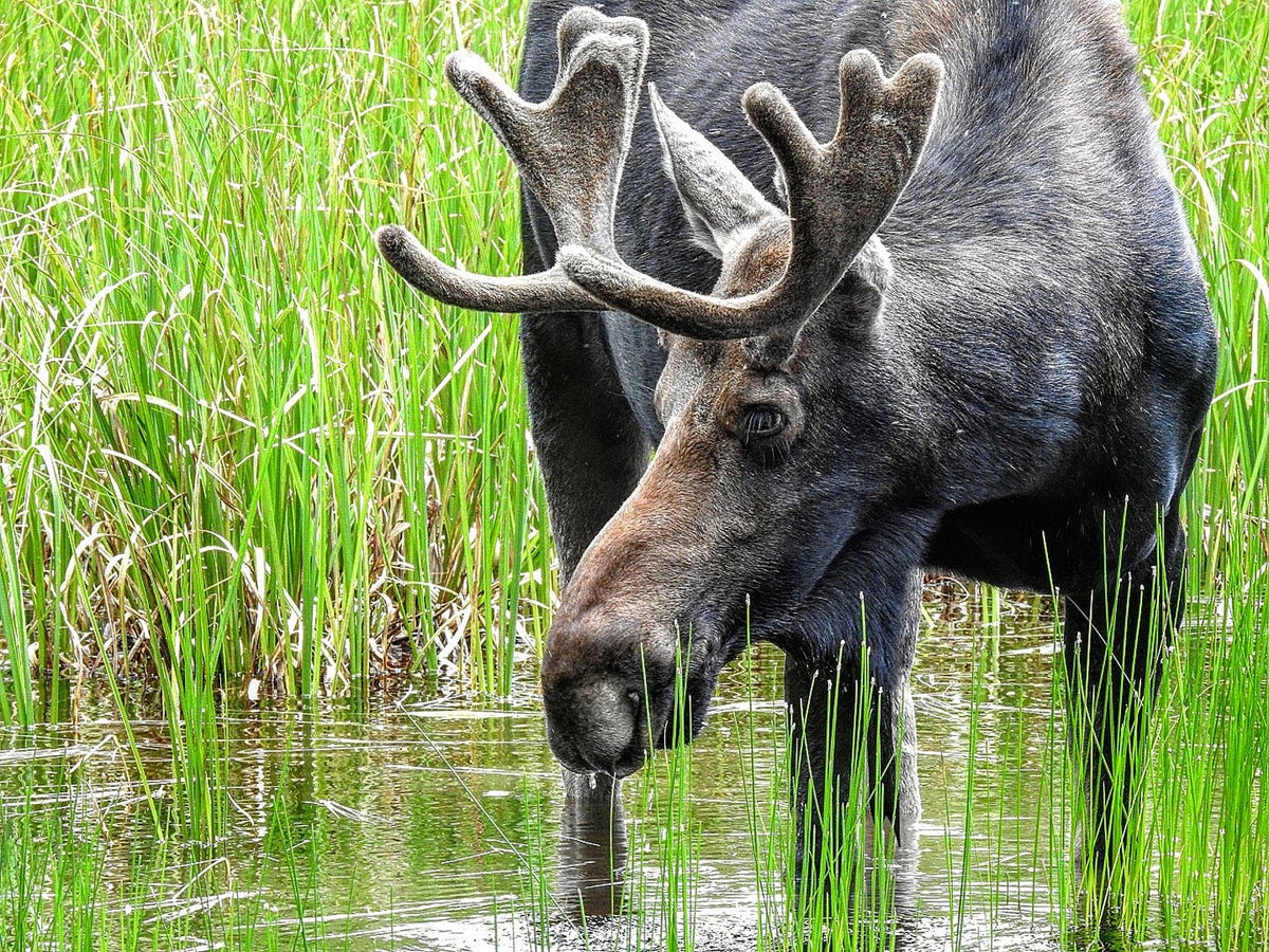 Where to see Moose in Rocky Mountain National Park