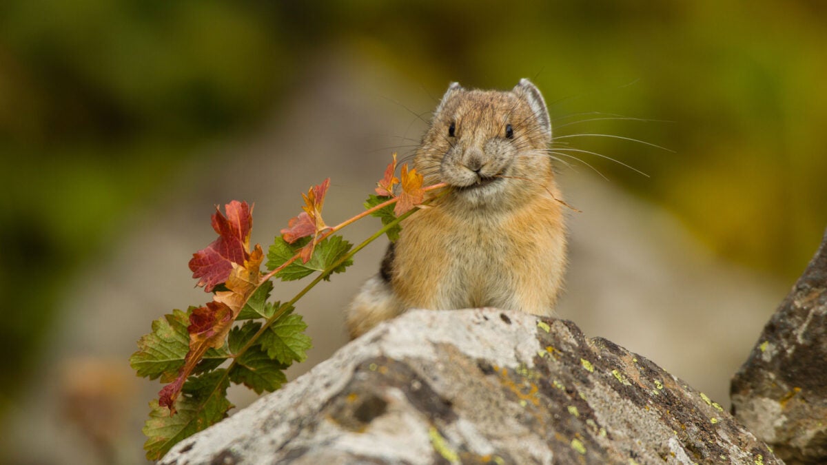 Pikas and Climate Change | When the Fridge Gets Warm