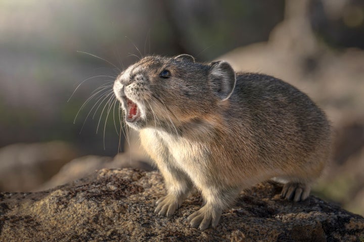 Pikas and Climate Change | When the Fridge Gets Warm
