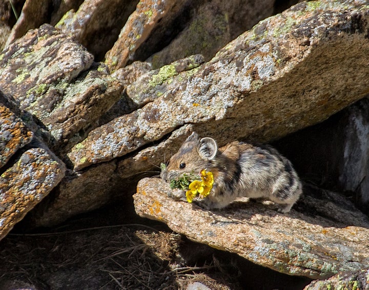 Pikas and Climate Change | When the Fridge Gets Warm